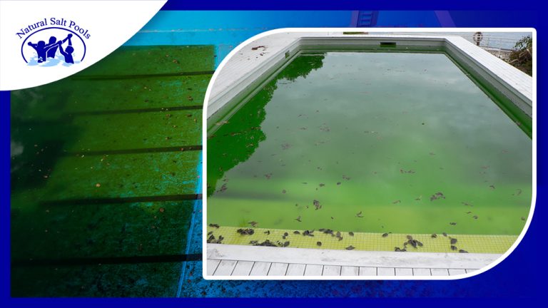 Why do you need professional help in removing the pool algae?